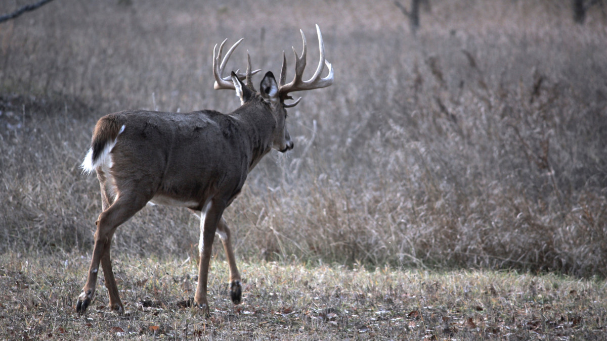 Home - United Deer Farmers of Michigan